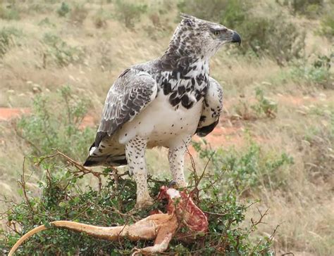 Martial Eagle Wingspan