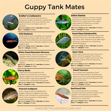 Guppy Care Complete Guide To Ensuring Your Guppies Thrive