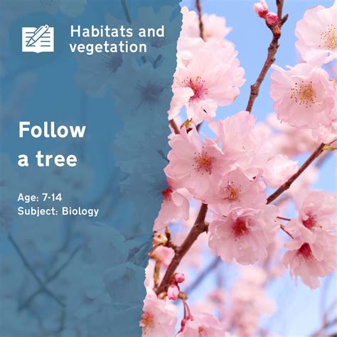 Follow A Tree Outdoor Lesson Idea By Learning Through Landscapes