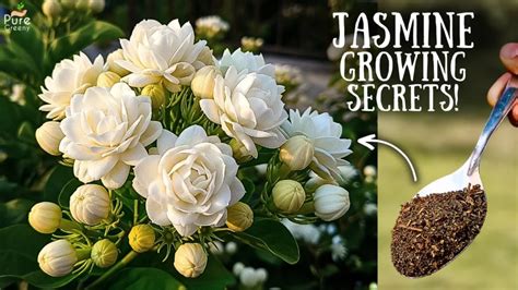 How To Grow Turnips From Seeds Step By Step With Updates Pure Greeny