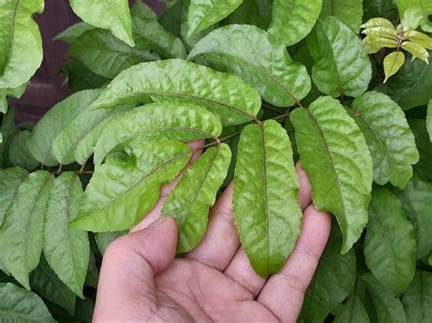 Inilah Manfaat Daun Cakra Cikri Yang Jarang Diketahui Galih Gumelar