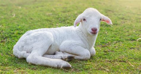 Little Evangelist The Paschal Lamb