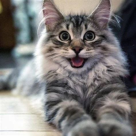 Create Meme Happy Cat Cat Cat Pictures Meme
