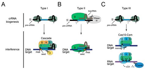 The Three Main Crispr Cas Types That Have Been Successfully Used To