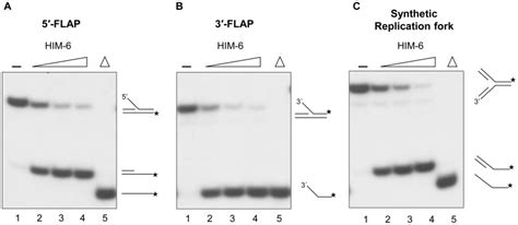 Unwinding Of A 5′ Flap Dna B 3′ Flap Dna And C Three Way