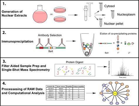 Video Label Free Immunoprecipitation Mass Spectrometry Workflow For