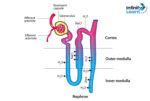 Renal Tubule Definition Structure Function Anatomy And Location