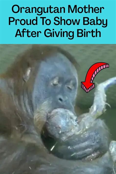 Pregnant Orangutan Memes