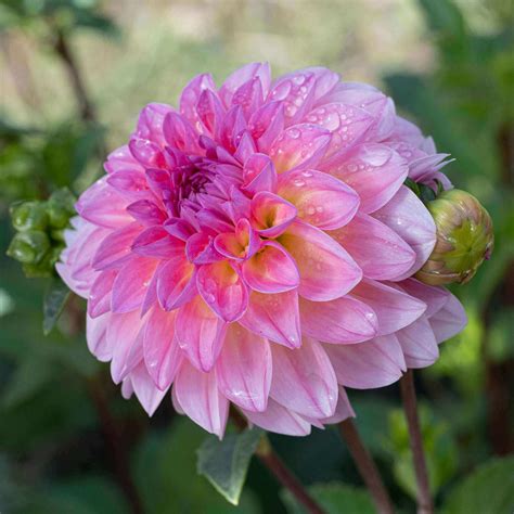 Esli Dahlia Bear Creek Farm