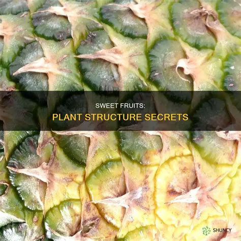Sweet Fruits Plant Structure Secrets Shuncy