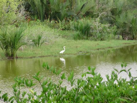 Kuala Selangor Firefly Tour Kuala Selangor Nature Park