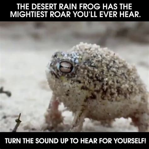 Ferocious Desert Rain Frog Roar