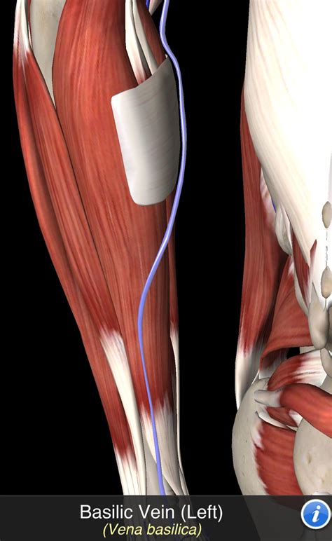 Basilic Vein