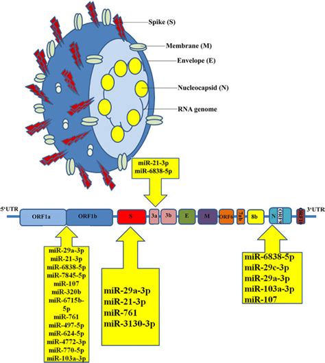A New Insight Into Sex Specific Non Coding Rnas And Networks In