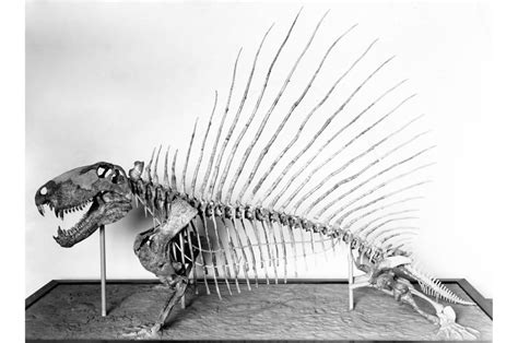 Permo Triassic Synapsids At Nmnh Extinct Monsters