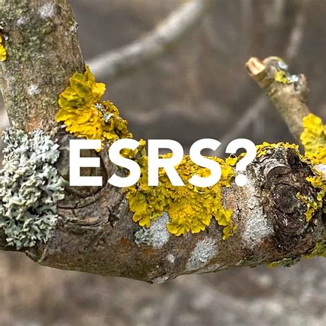 European Sustainability Reporting Standards Esrs Ecobe I