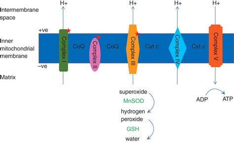 Schematic Diagram Showing The Sources Of Electrons In The Electron Download Scientific Diagram