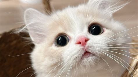 10 Stunning Blonde Cat Breeds Youll Fall In Love With