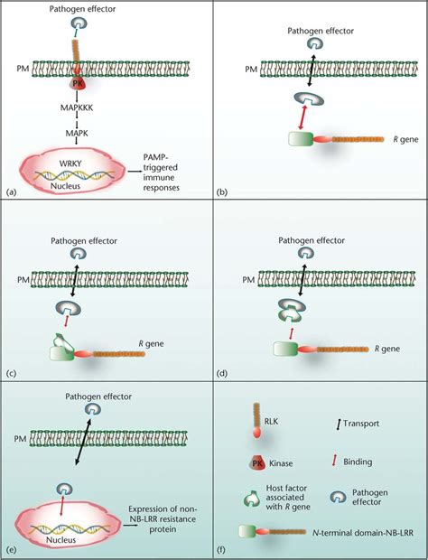 Different Modes Of Pathogen Recognition A Recognition Of Download Scientific Diagram