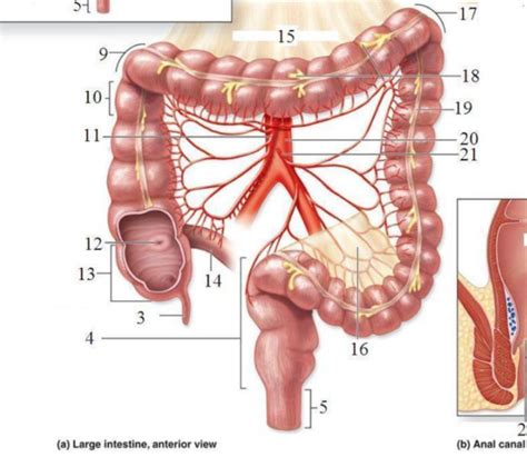 Biol Final Image 19 Diagram Quizlet