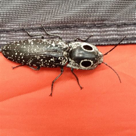 Eyed Elatorclick Beetle Project Noah