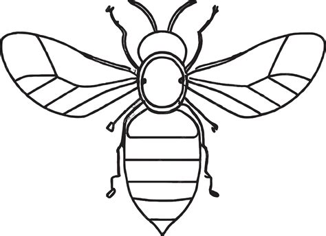 Premium Vector Bee Outline Drawing How To Draw A Bee