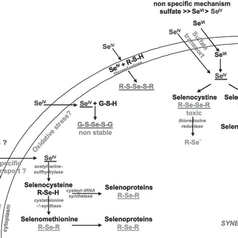 The Evolution Of Selenium Species In Synechocystis Exposed To 40 µm