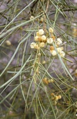 Factsheet Acacia Stenophylla