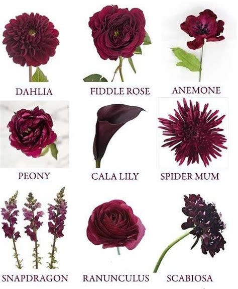 The Best Burgundy Flowers For Spring🌹🌺🥀 Follow Lors For