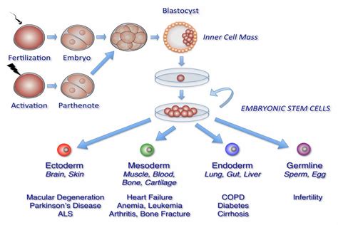 Terapi Stem Cell Solusi Kesehatan Anda Terapi Sel Induk Stem Cell
