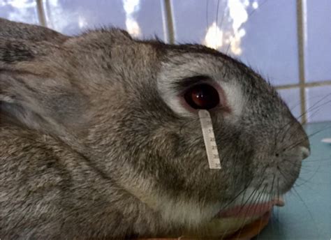 Terahertz Scanning Of The Rabbit Cornea With Experimental Uvb Induced