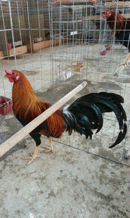 Sweater Para Gallos
