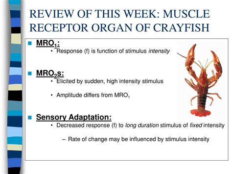 Ppt The Frog Sciatic Nerve Powerpoint Presentation Free Download Id 6790033