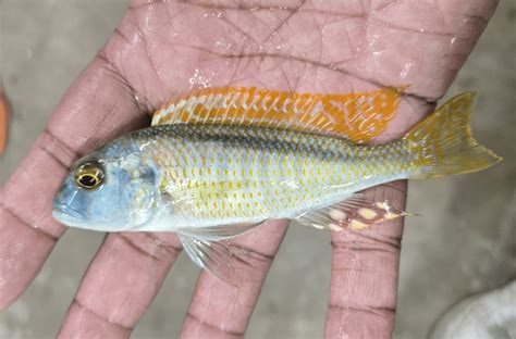 Buccochromis Nototaenia Beantown Aquatics