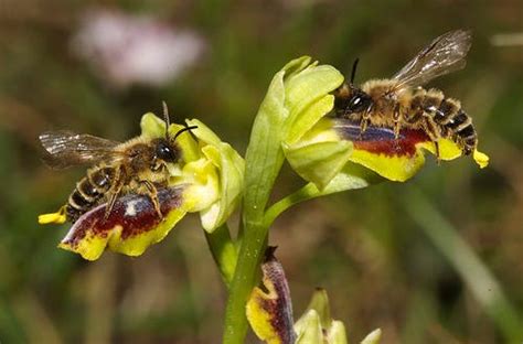 Sex In The Garden Pollen Pistils And Parthenogenesis Millburn Nj Patch