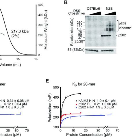 Tetramer Organization Of Full Length P202 Download Scientific Diagram