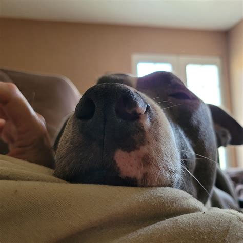 Sleepy Fizzgig Album On Imgur