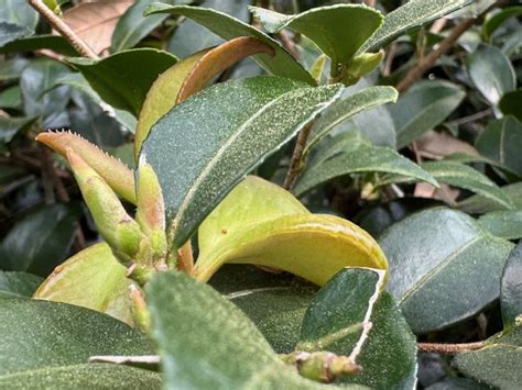 Horticulture Hotline Leaf Gall