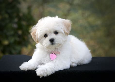 Small Cute Dogs Wallpapers Wallpaper Cave