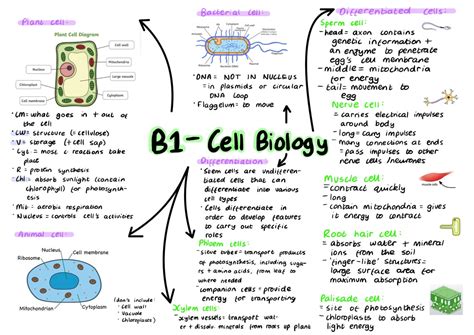 Gcse Biology Mindmaps Etsy