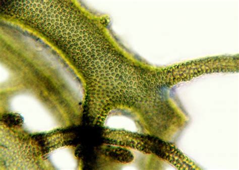 Ulva Under Microscope