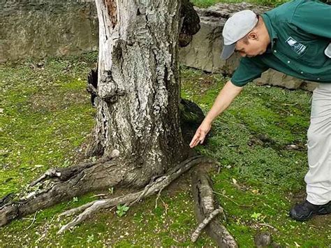 Hazard Tree Evaluation In New York And Connecticut