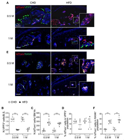 Subchondral Marrow Preosteoclasts Exhibit Senescence Like Feature In Download Scientific