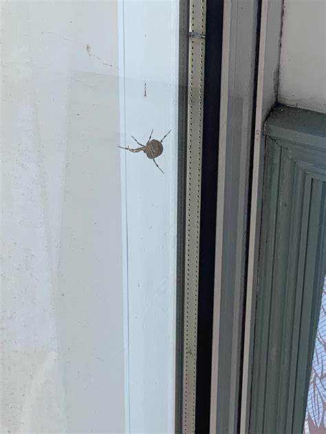 Can Anyone Tell Me What The Hell Kind Of Spider This Is R Casualireland