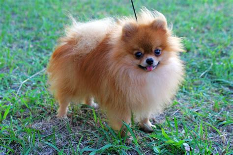 Pomeranian Red