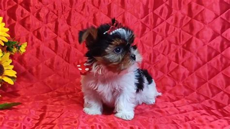 Бивер Йорк девочка мини Youtube