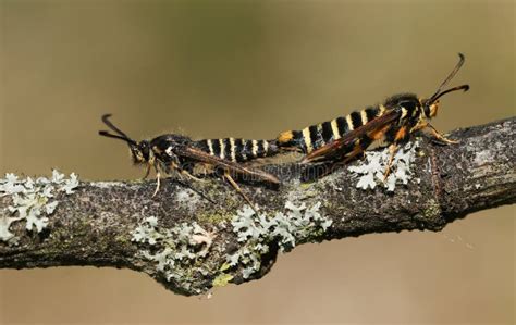 A Rare Pair Of Mating Six Belted Clearwing Moth Bembecia