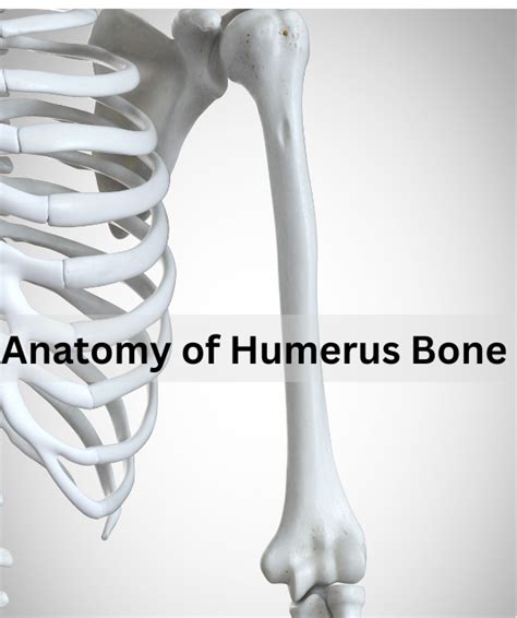 Humerus Definition Location Anatomy Functions And Diagram
