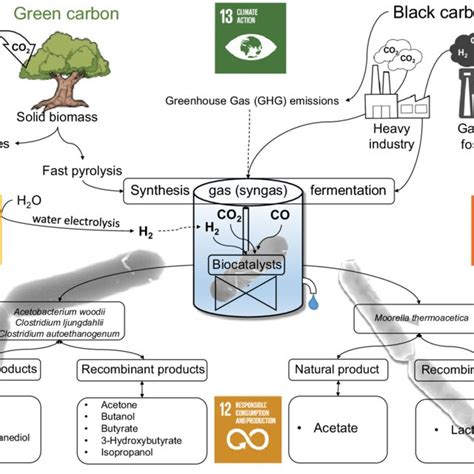 Graphical Abstract Of The Gas Fermentation Process And Links To Download Scientific Diagram