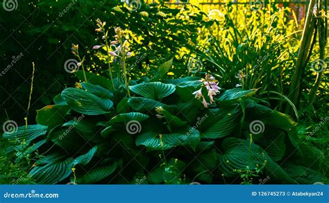 Hypnotic Plant Hosta With Many Big Green Leaves Stock Image Image Of